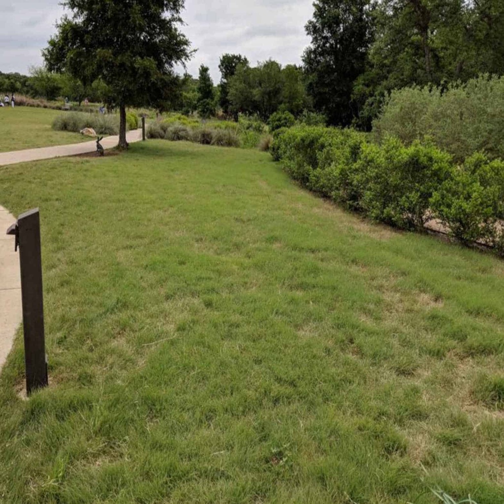 Texoka Buffalograss Douglass King Seeds